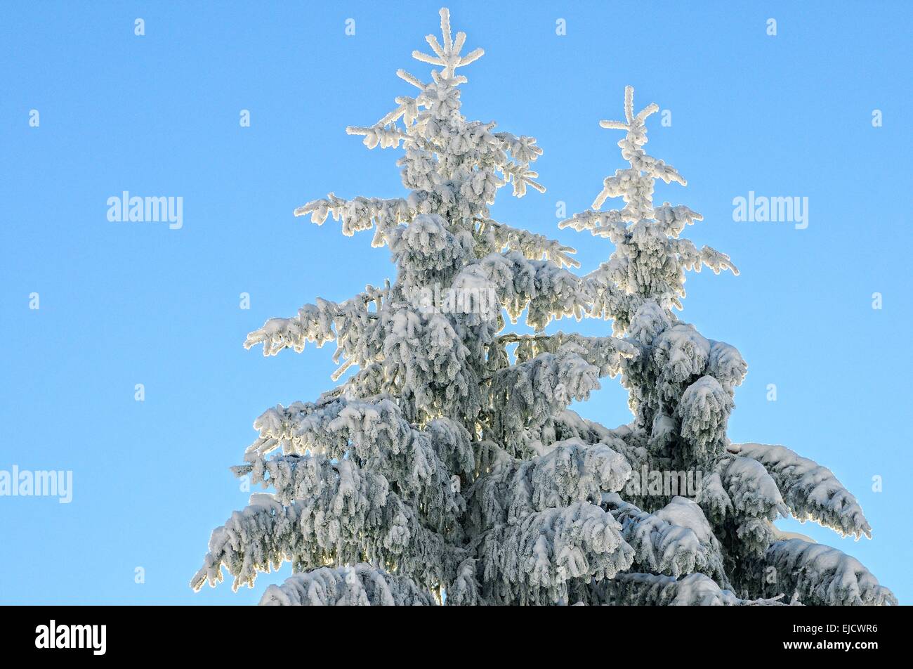 two-covered tree tops Stock Photo - Alamy