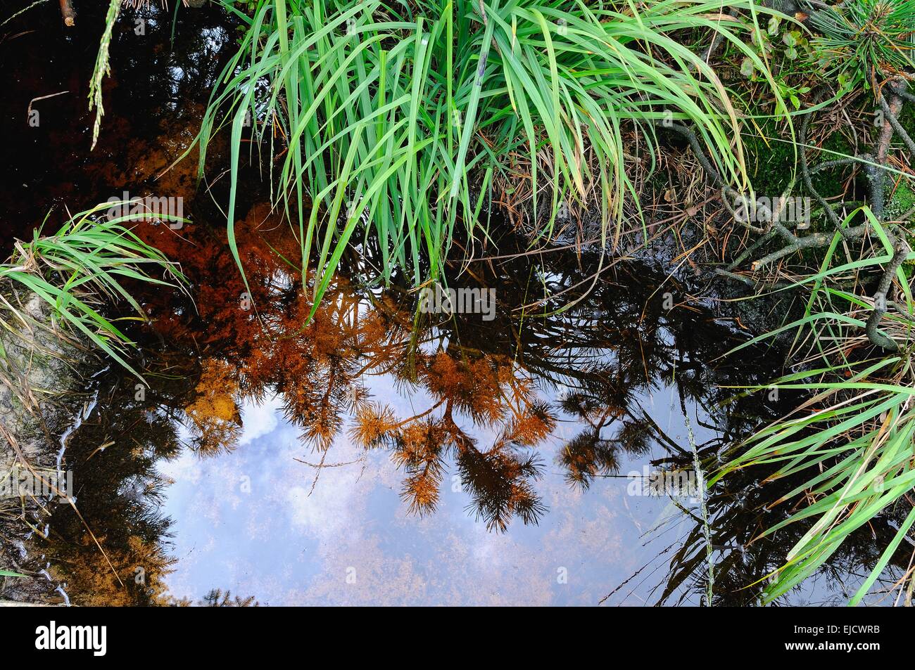 mirrored in the bog water Stock Photo - Alamy