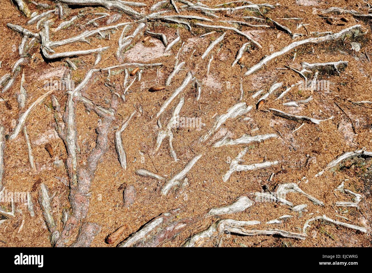 old tree root soil Stock Photo - Alamy