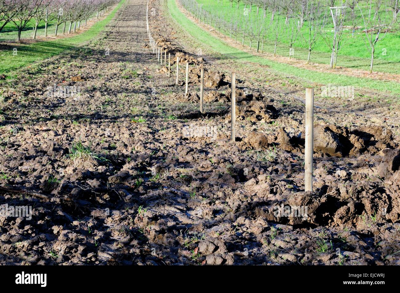 Planting tree process hi-res stock photography and images - Alamy