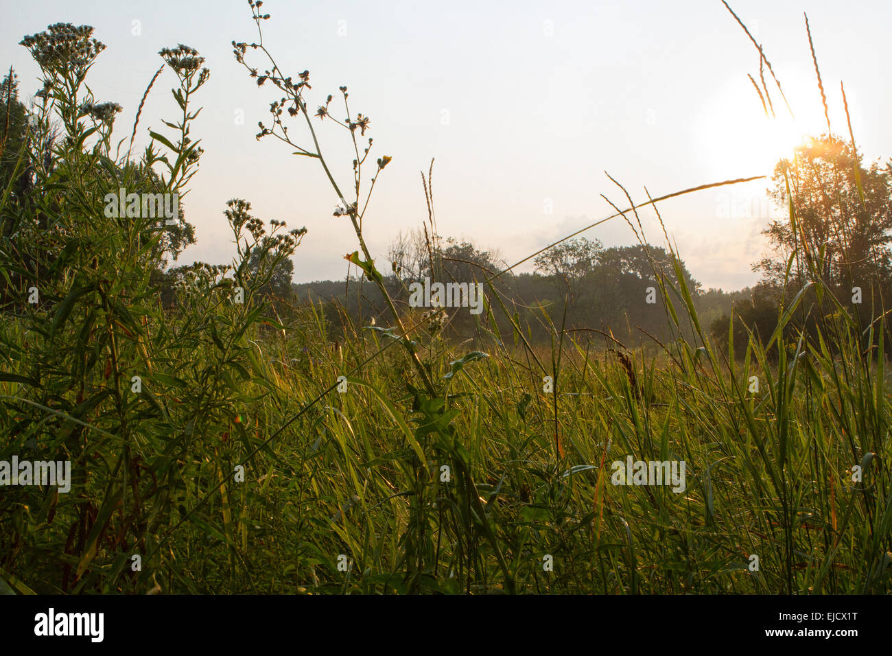 Wide grass blades hi-res stock photography and images - Alamy