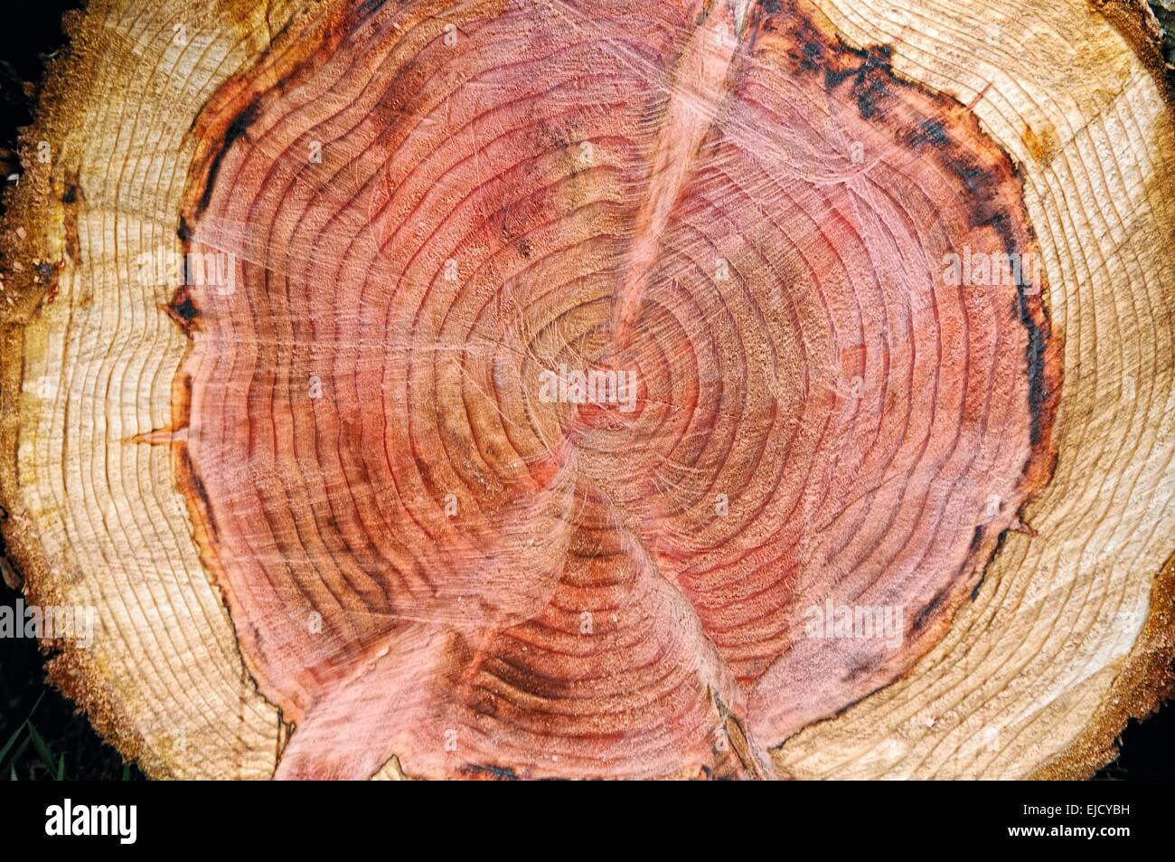 Sequoia tree pane Stock Photo - Alamy