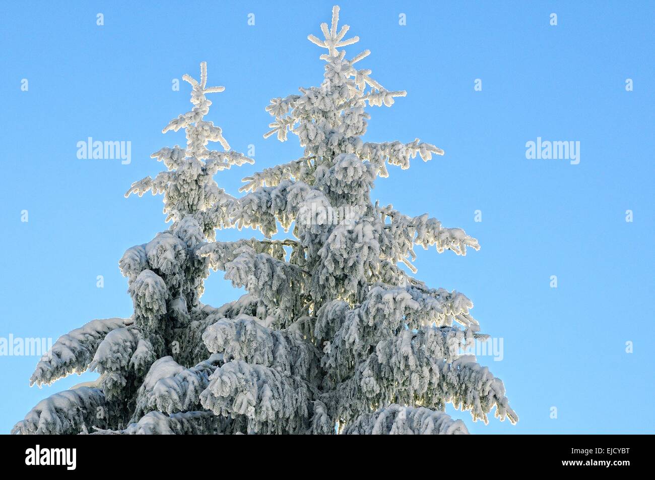 with snow covered tree tops Stock Photo - Alamy
