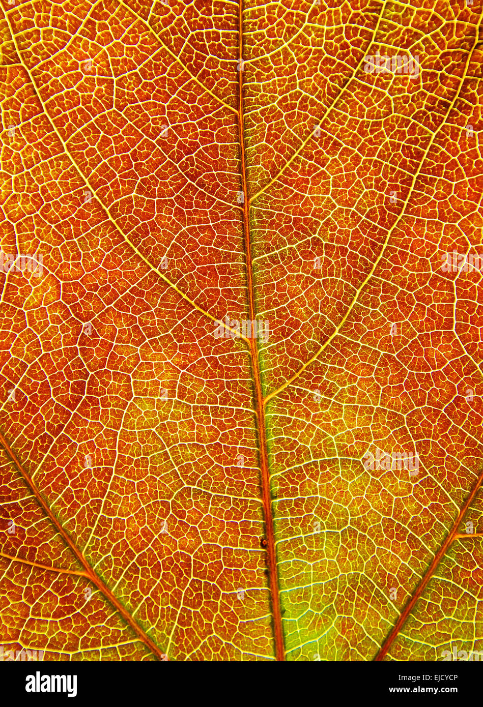 structure of leaf Stock Photo - Alamy