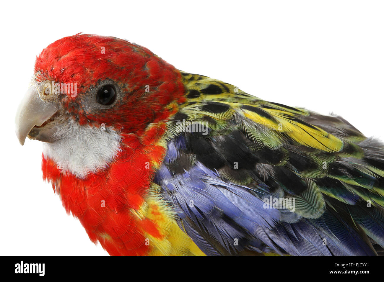 beautiful large colorful parrot Stock Photo - Alamy