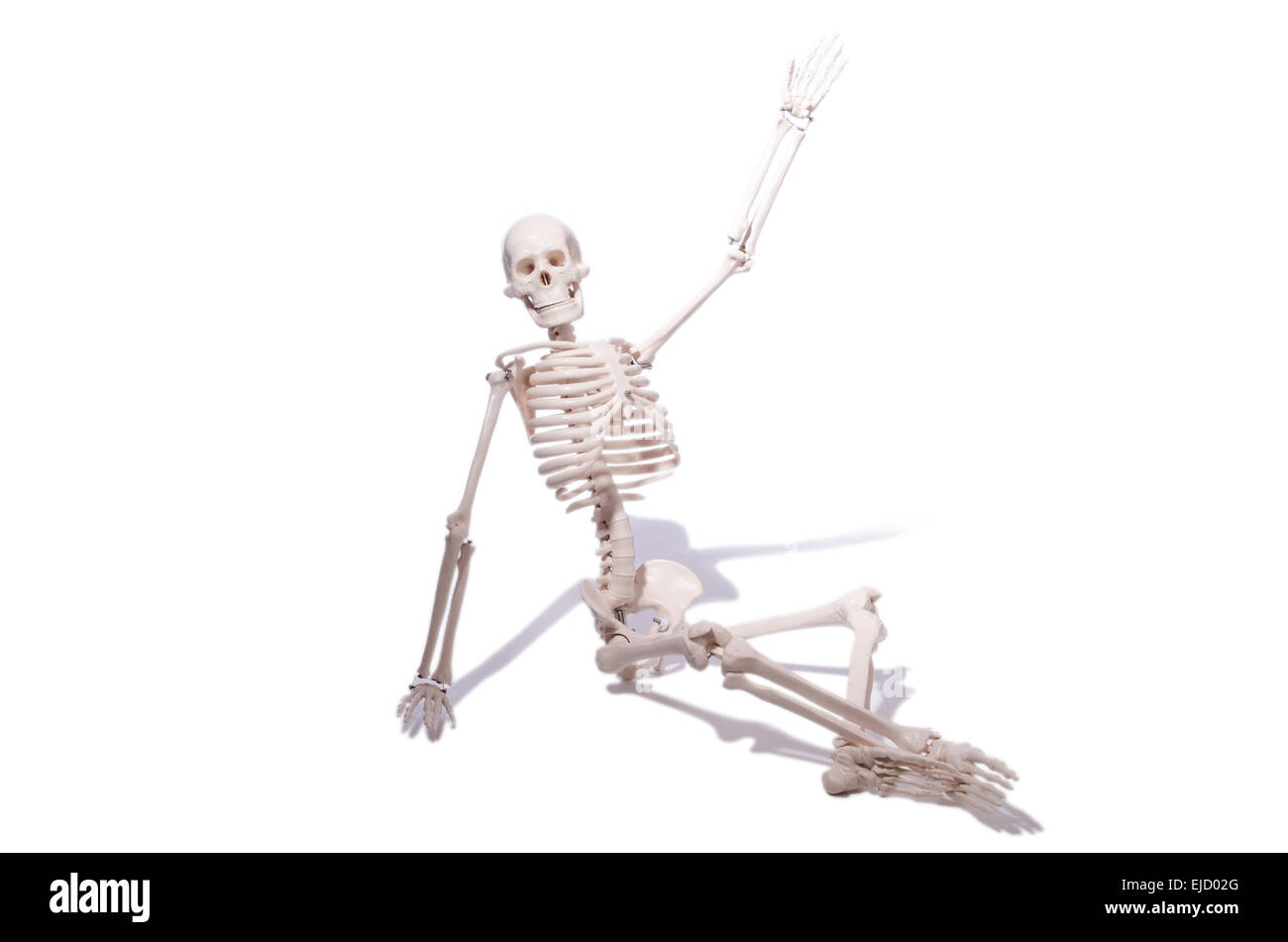 Skeleton isolated on the white background Stock Photo - Alamy