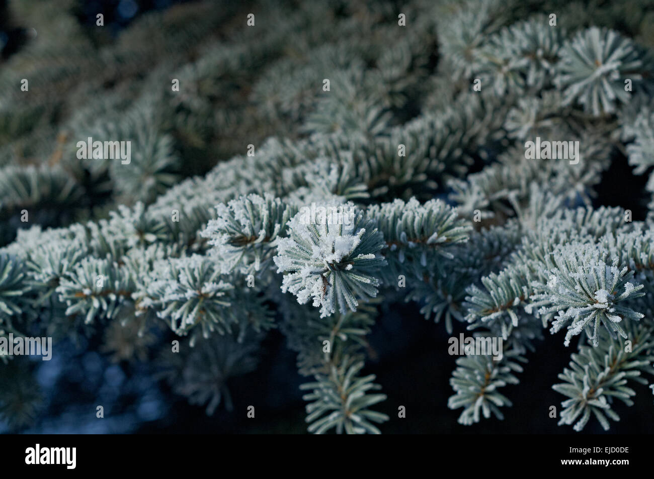 Winter frost on spruce tree Stock Photo - Alamy
