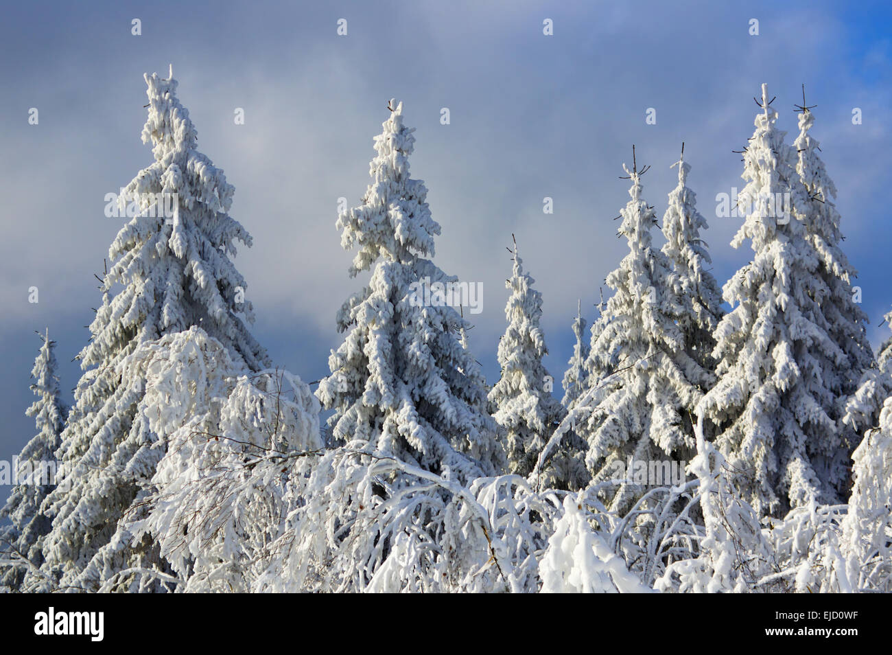 Winter impression with snow Stock Photo - Alamy