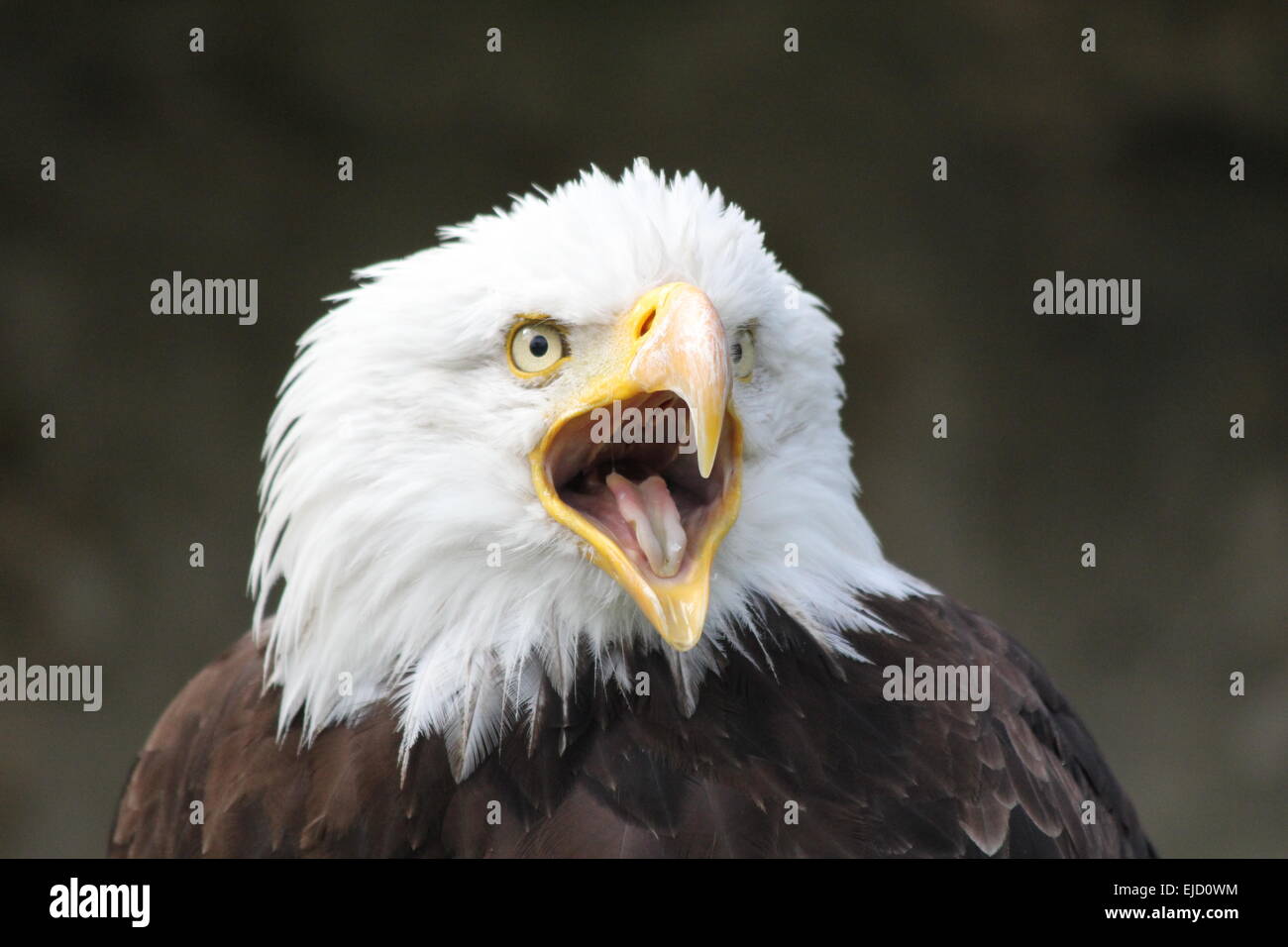 Eagle scream hi-res stock photography and images - Alamy