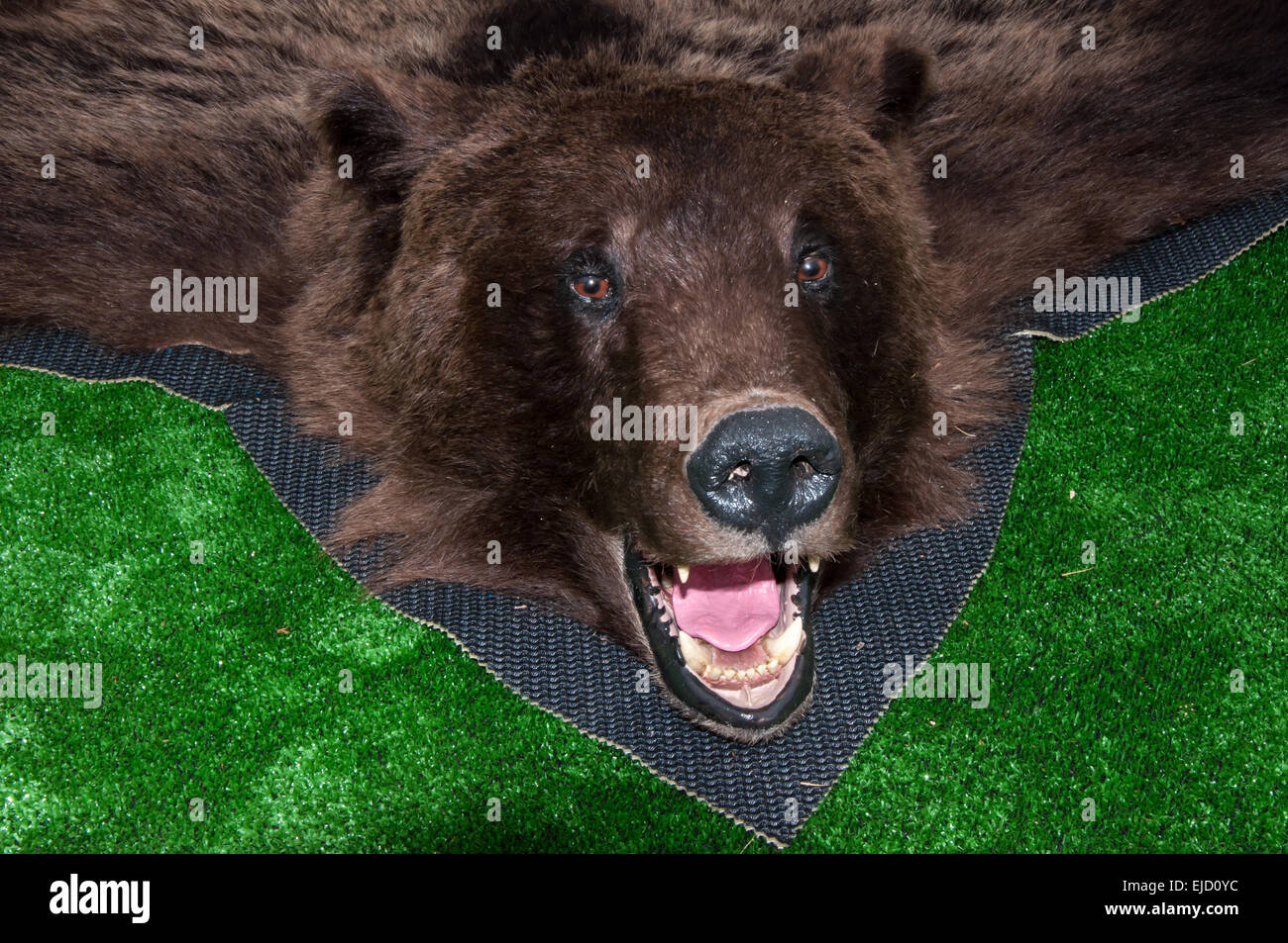 The brown bear is predatory mammal of the family bear, one of the ...