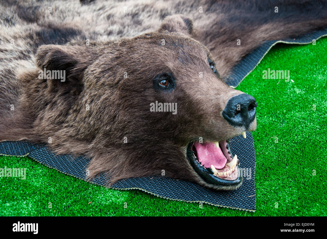 The brown bear is predatory mammal of the family bear, one of the ...