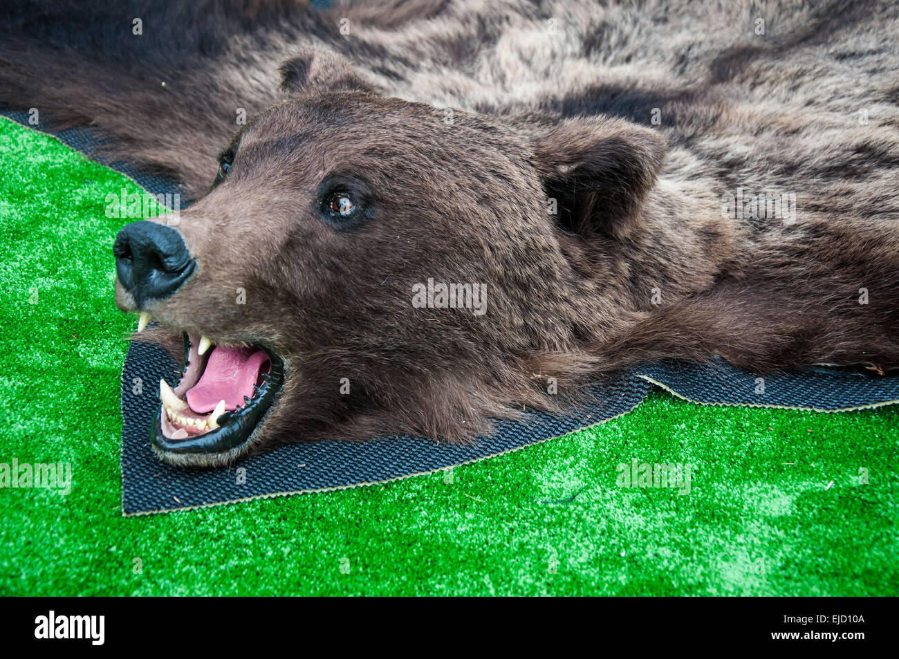 The brown bear is predatory mammal of the family bear, one of the ...