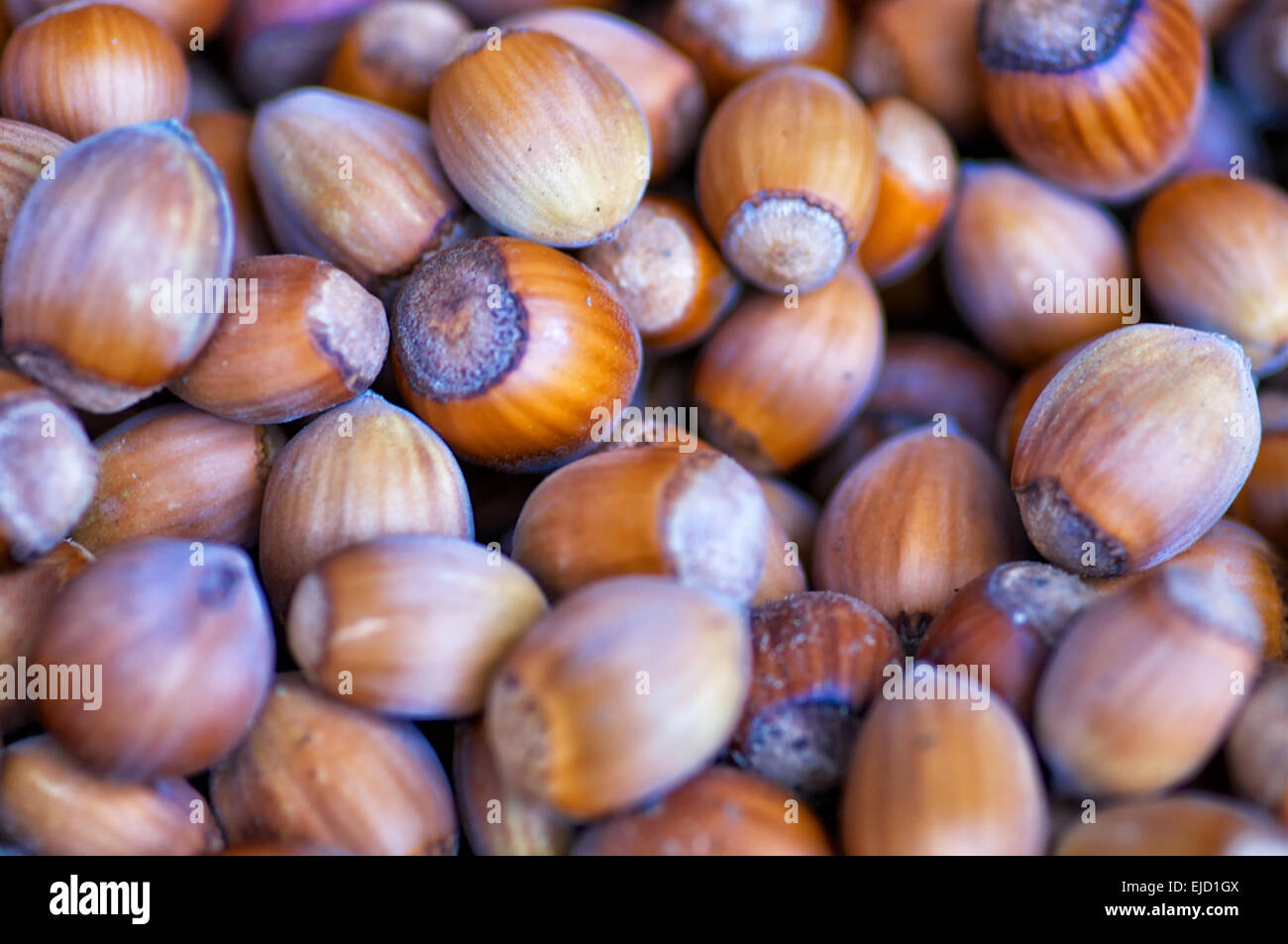 Haselnuts in autumn Stock Photo - Alamy