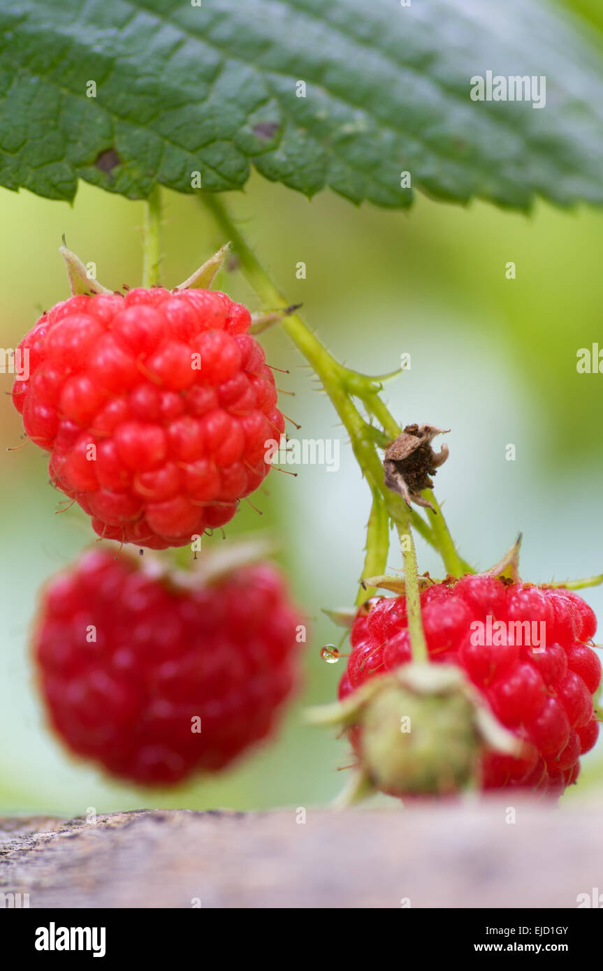 Garten impressionen hi-res stock photography and images - Alamy