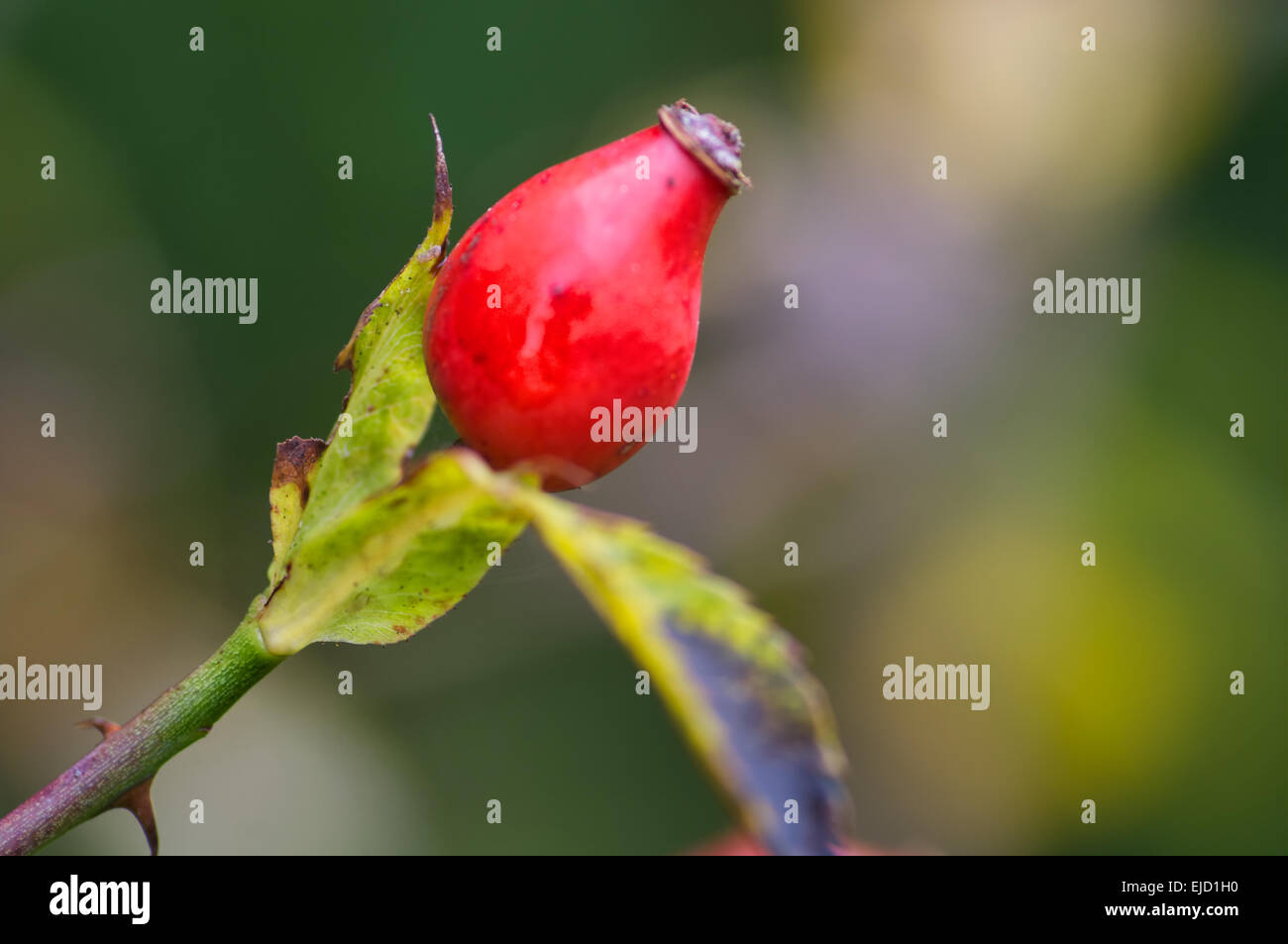 Rosehip hi-res stock photography and images - Alamy