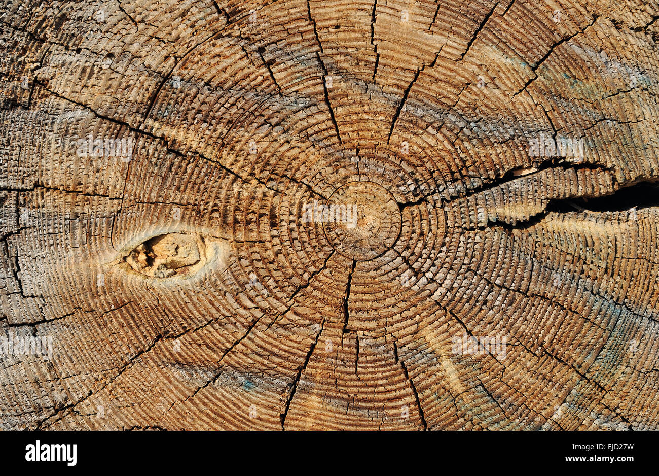 Weathered cut log hi-res stock photography and images - Alamy