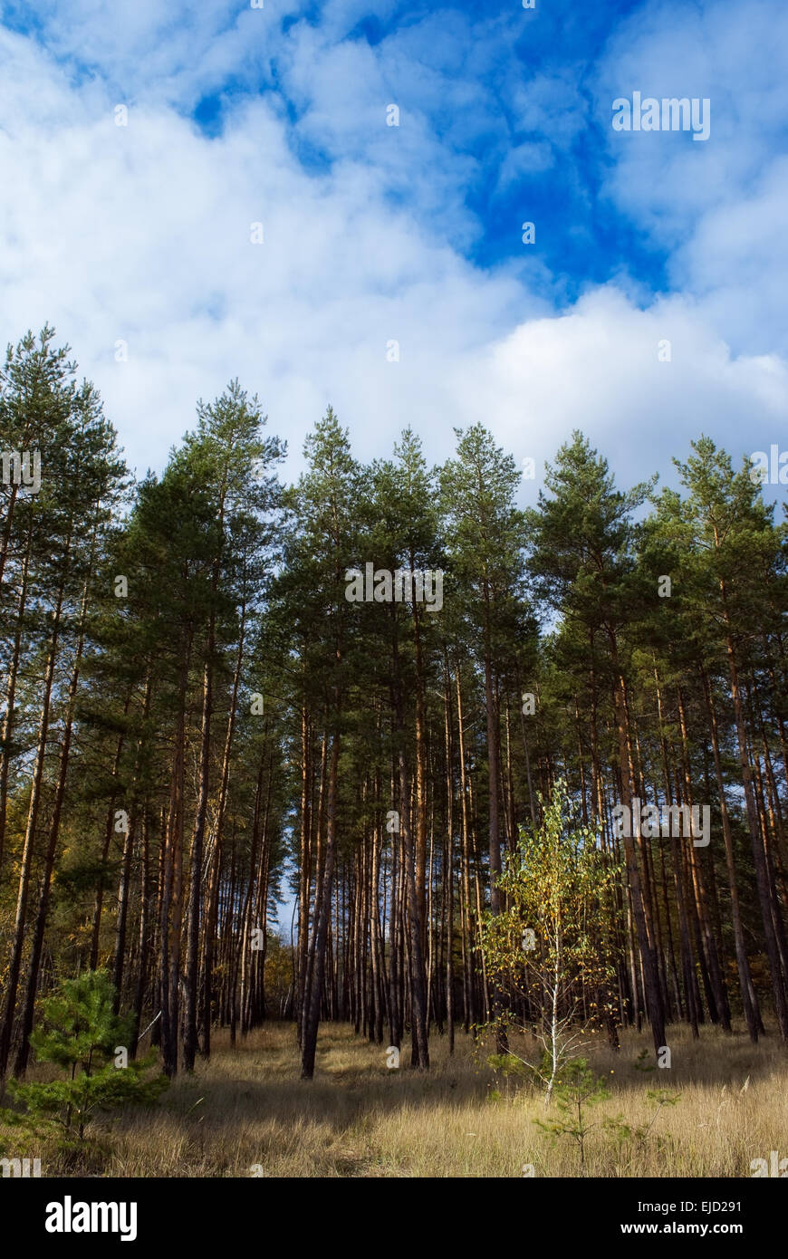 beautiful pine forest landscape with the sky Stock Photo - Alamy