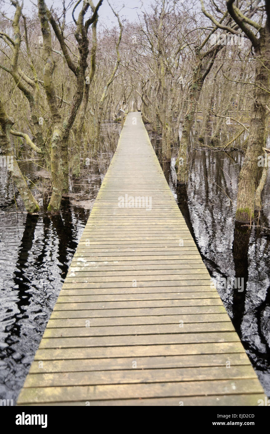 Amrum boardwalk hi-res stock photography and images - Alamy