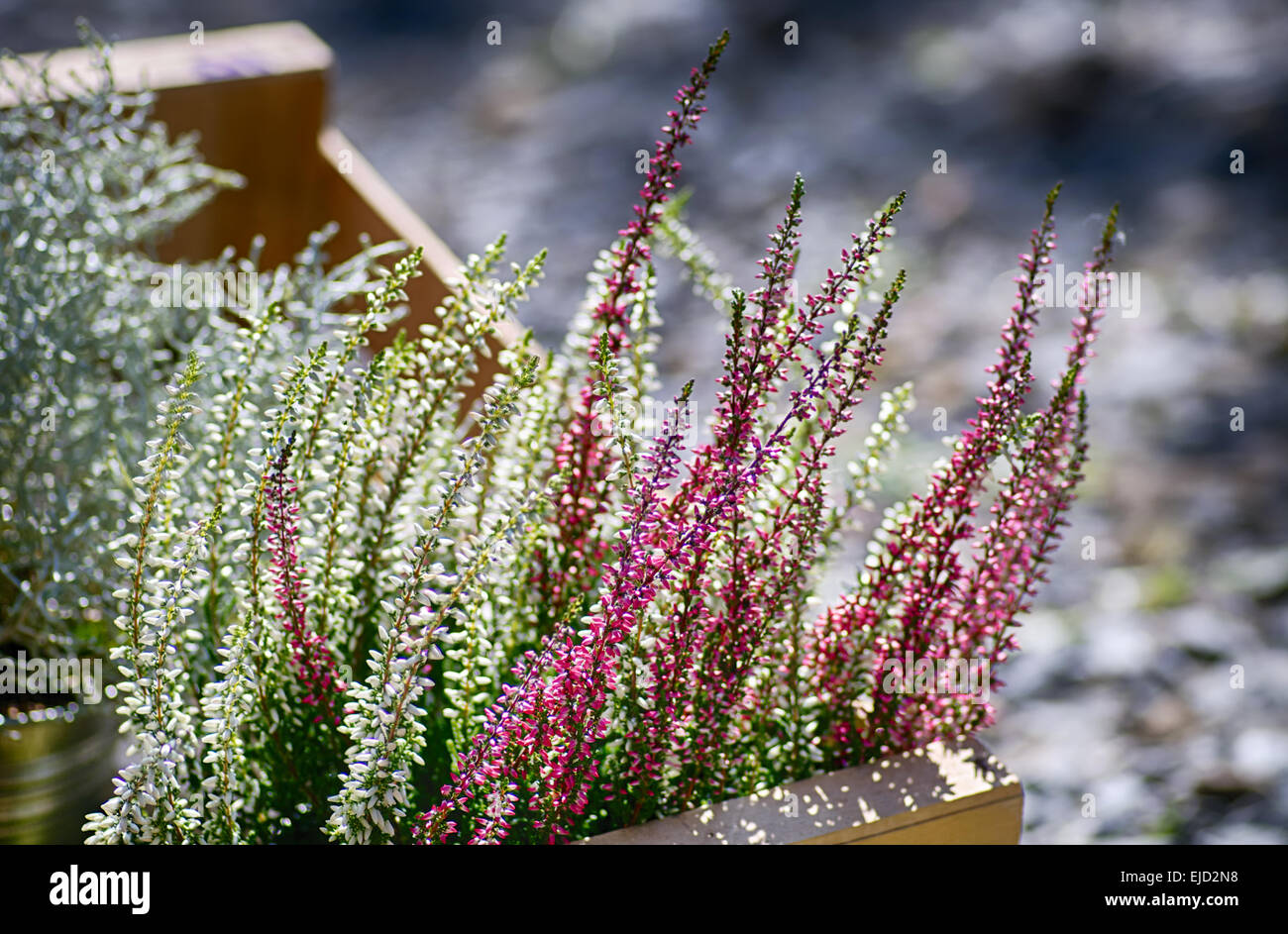 Erica flowers hi-res stock photography and images - Alamy