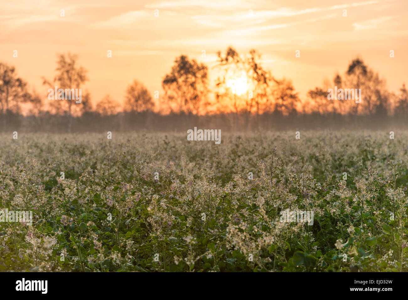 the moorland in the autumn Stock Photo - Alamy
