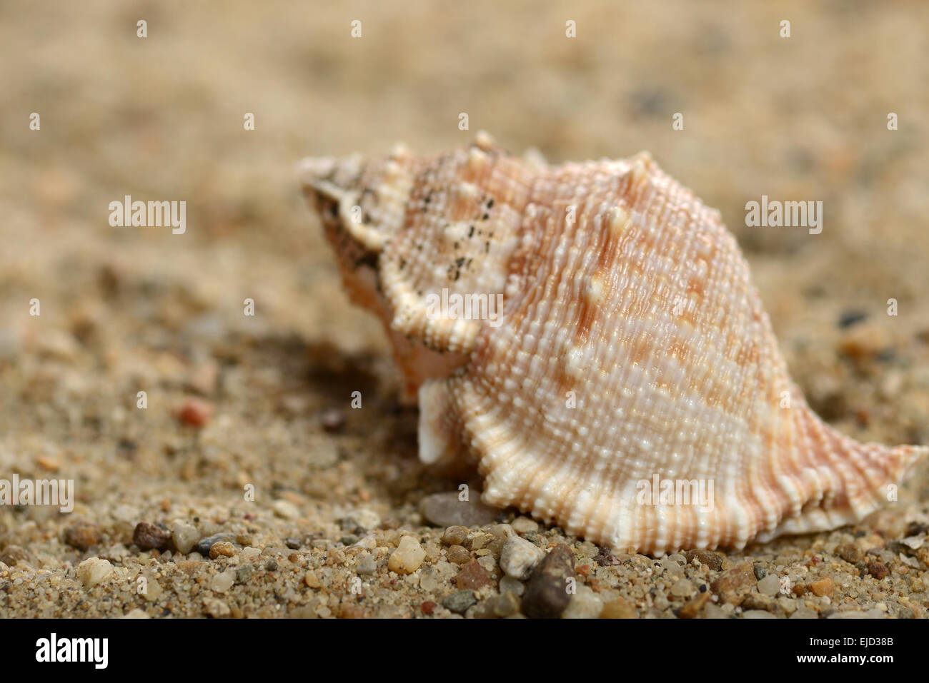 Fragile seashell hi-res stock photography and images - Alamy
