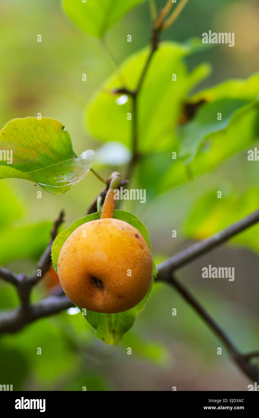 Asian pear hi-res stock photography and images - Alamy