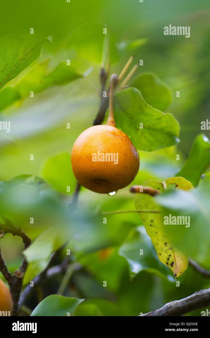 Asian pear hi-res stock photography and images - Alamy