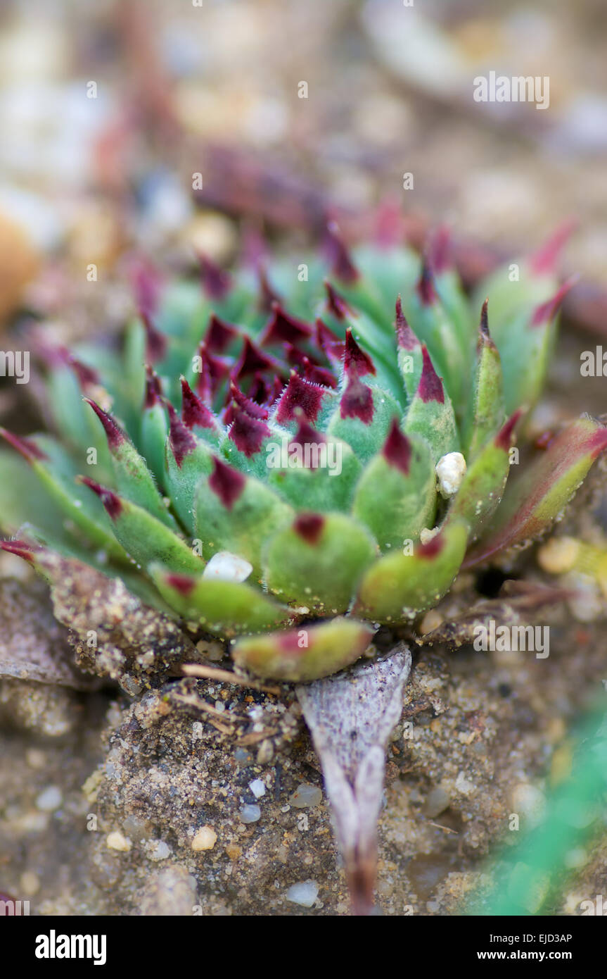 Berg houseleek hi-res stock photography and images - Alamy