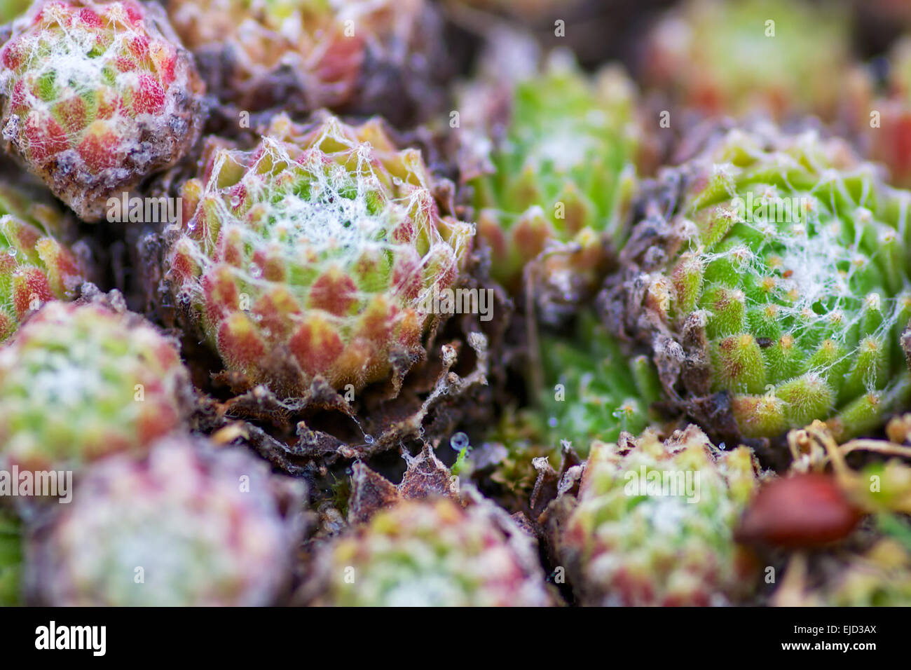 Red houseleek hi-res stock photography and images - Alamy