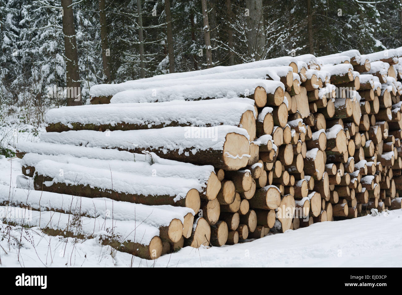 freshly cut spruce trees covered with snow Stock Photo - Alamy