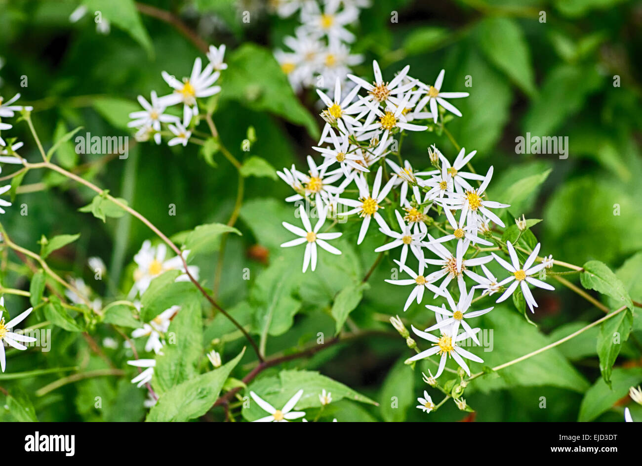 White autumn flowers Stock Photo - Alamy