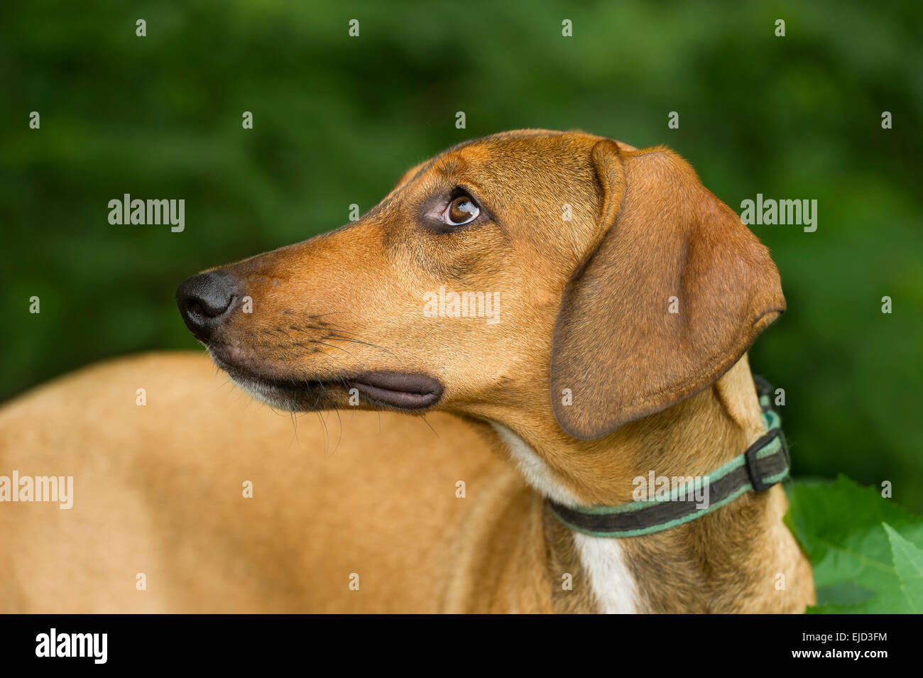 A beautiful hound dog is looking sheepishly standing among the forest ...