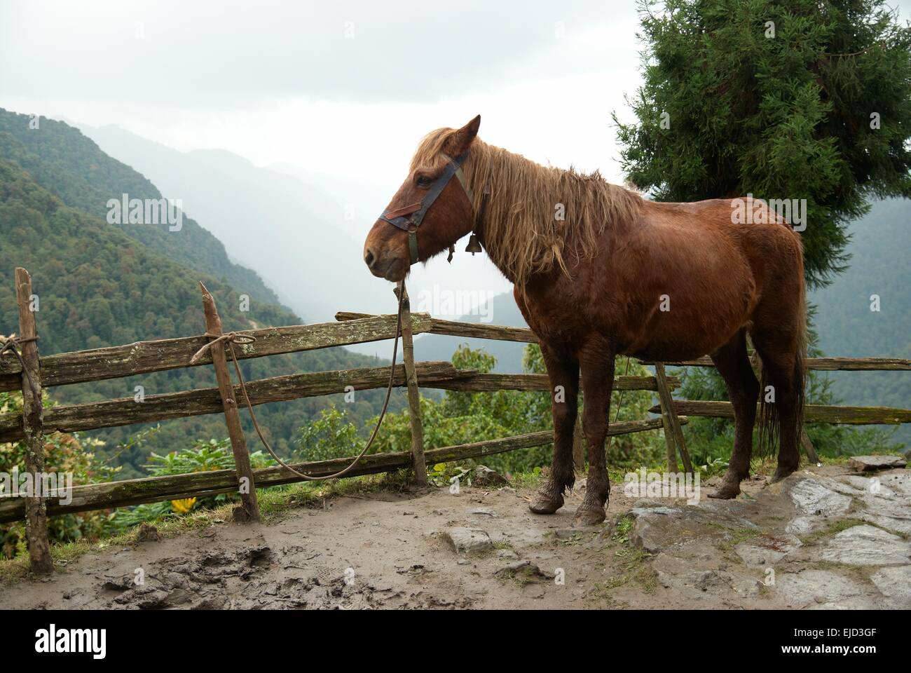 The head of the red horse hi-res stock photography and images - Alamy