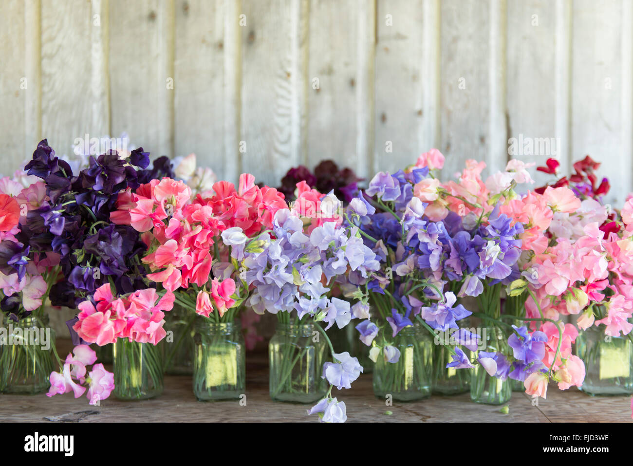 Mixed sweet peas in jars on rustic table Stock Photo - Alamy