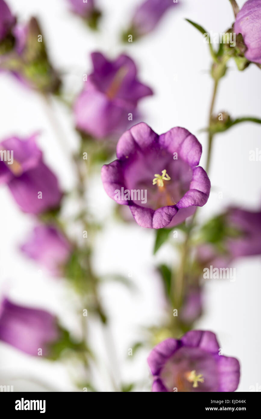 Annual flower Campanula, known as Bellflower or Canterbury Bells Stock ...