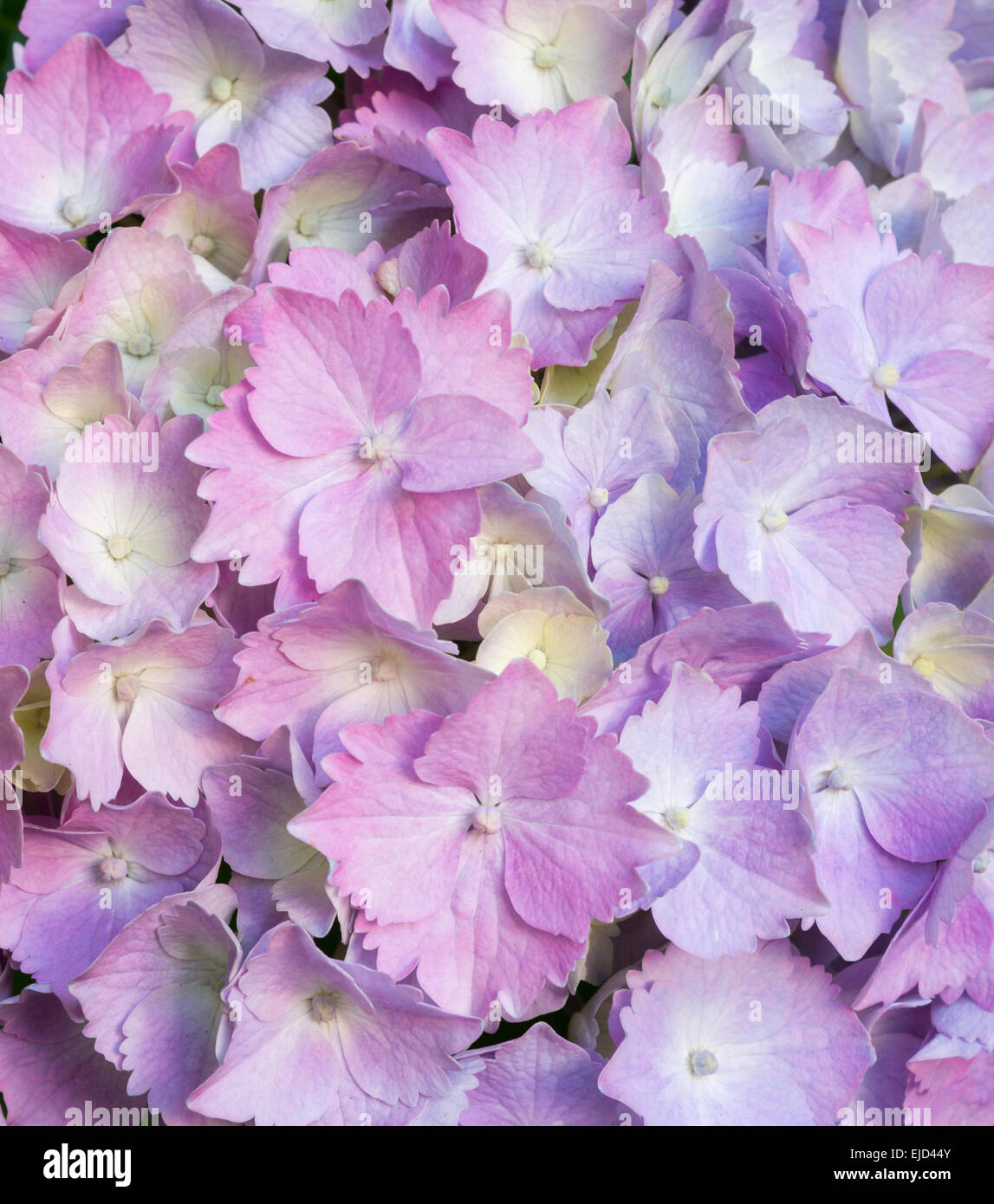 Hydrangea petals hi-res stock photography and images - Alamy