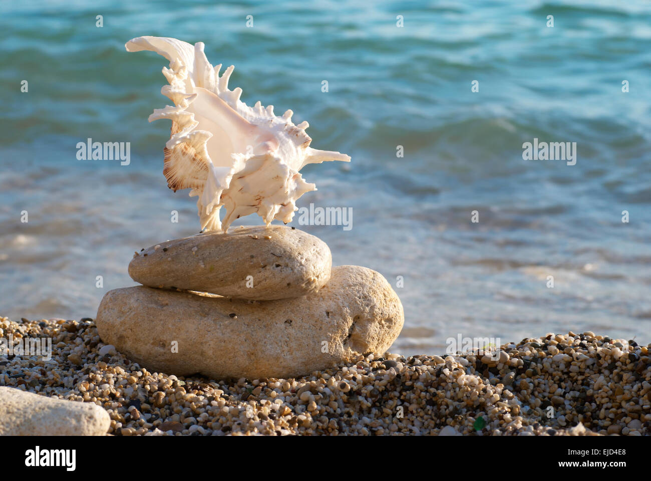 Seashell on the seashore hi-res stock photography and images - Alamy