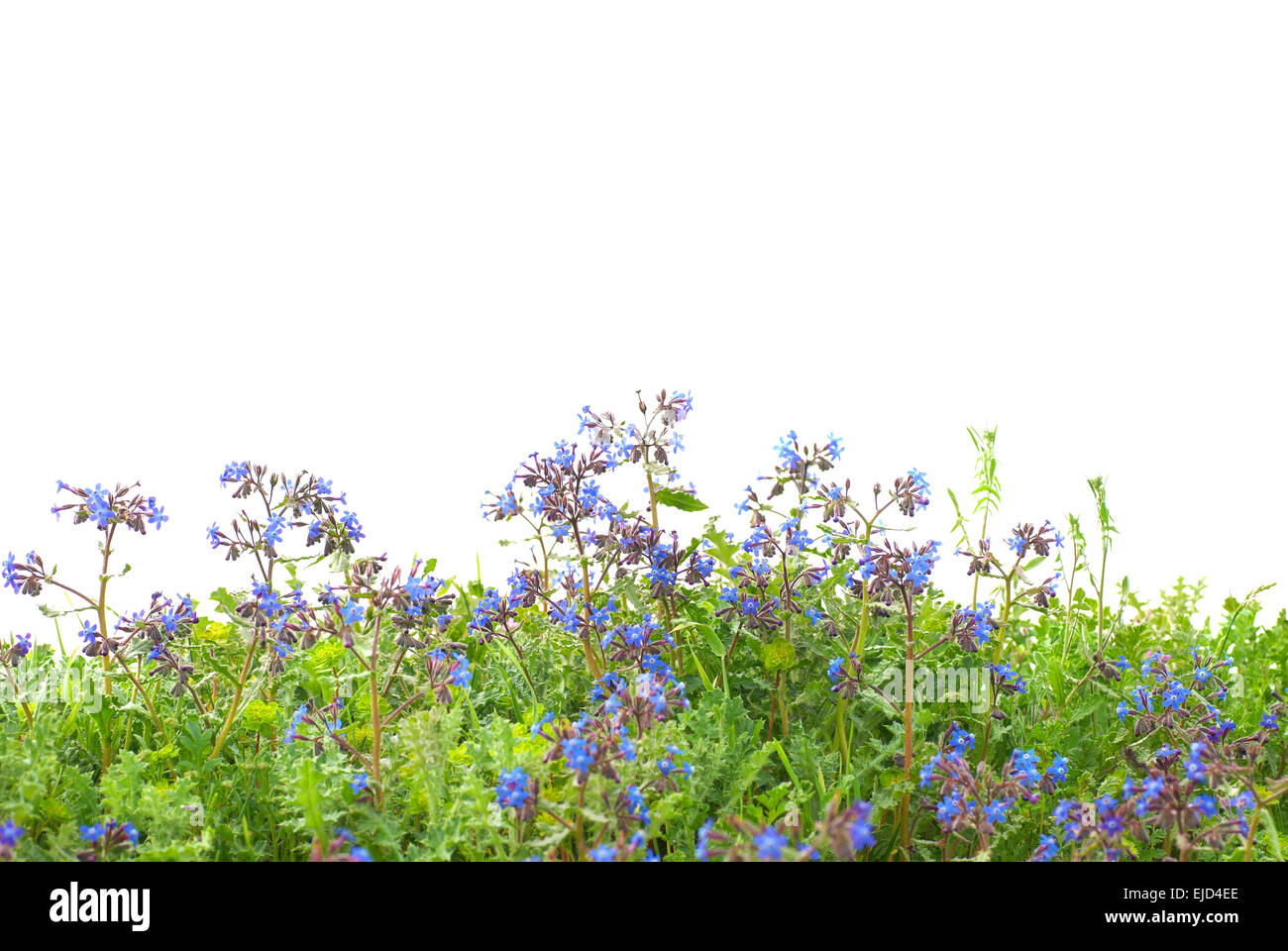 Flowers with green grass Stock Photo - Alamy