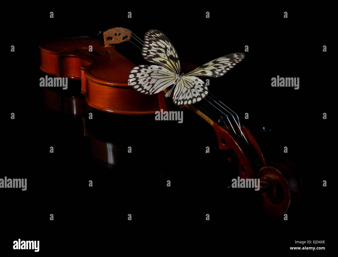 Violin and butterfly Stock Photo - Alamy