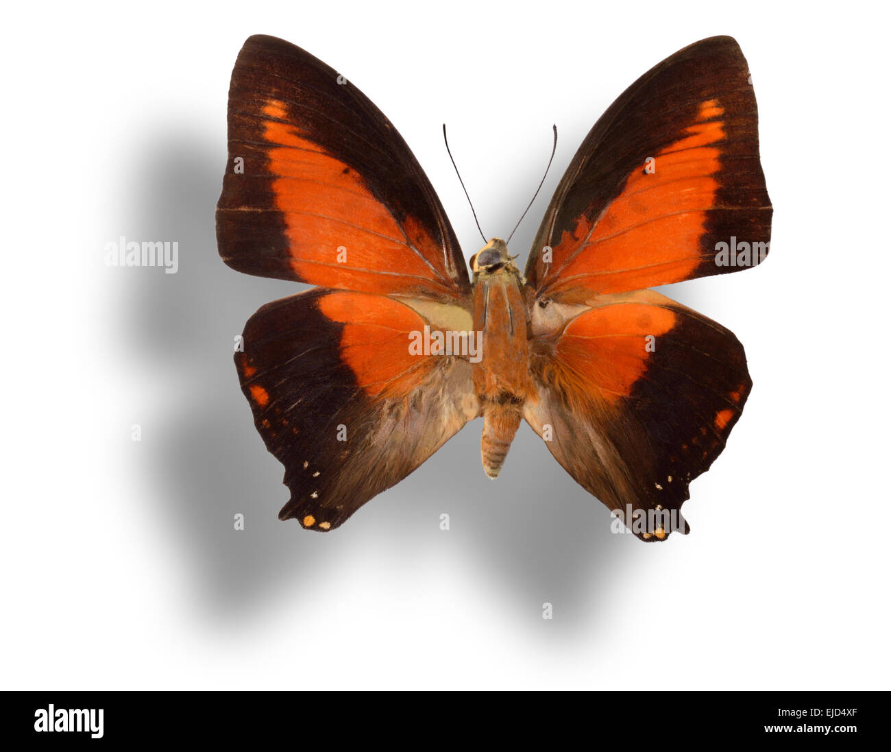 Butterfly isolated on white Stock Photo - Alamy