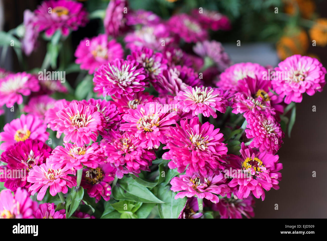 Benarys giant purple hi-res stock photography and images - Alamy