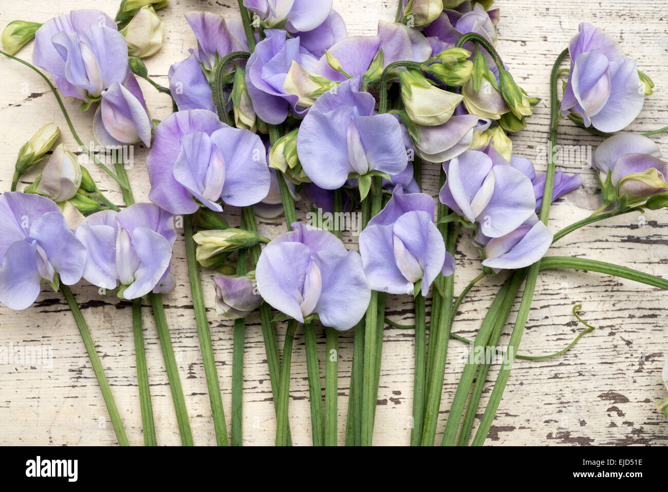 Lathyrus odoratus blue hi-res stock photography and images - Alamy