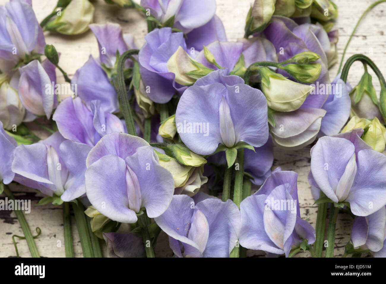 Sweet Pea (Lathyrus odoratus) Winter Sunshine Blue Stock Photo - Alamy