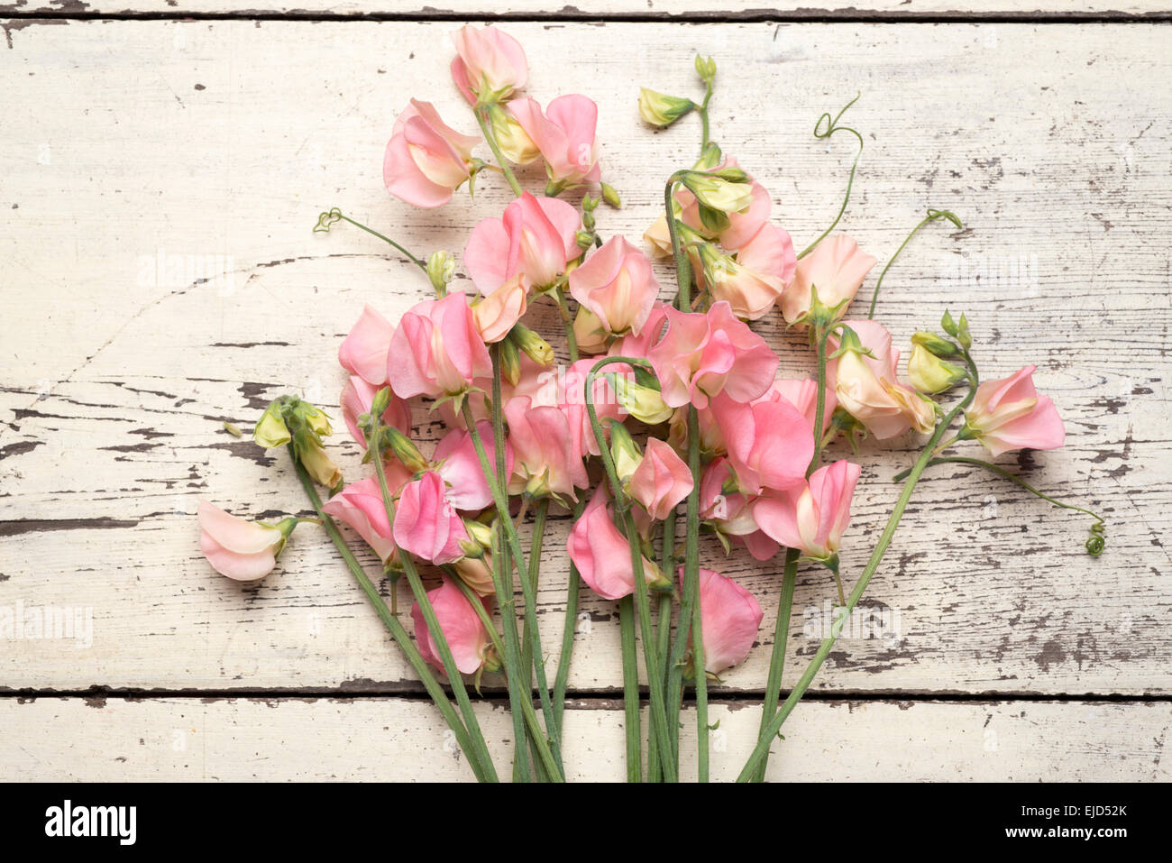 Sweet Pea (Lathyrus odoratus) Spring Sunshine Peach Stock Photo - Alamy