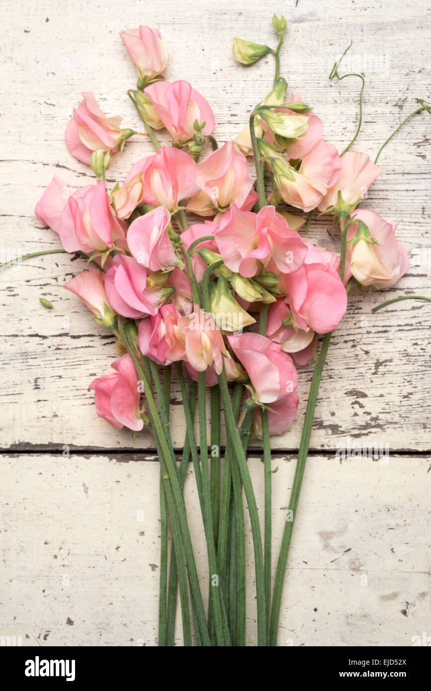 Sweet Pea (Lathyrus odoratus) Spring Sunshine Peach Stock Photo - Alamy