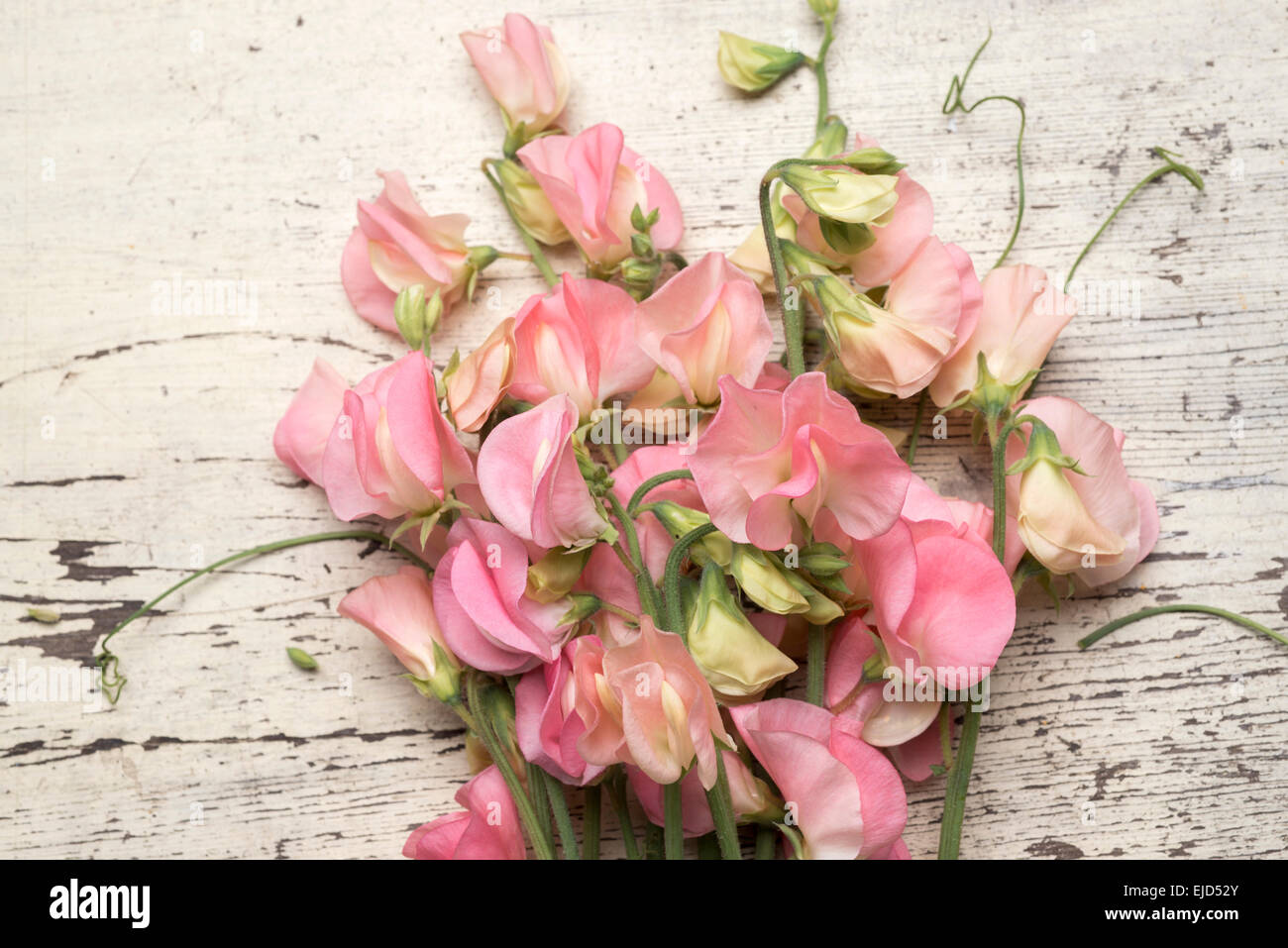 Sweet Pea (Lathyrus odoratus) Spring Sunshine Peach Stock Photo - Alamy