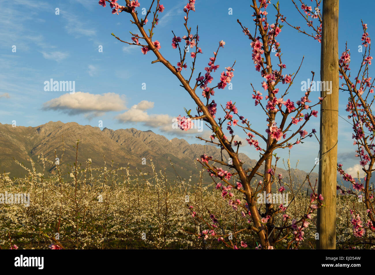 Tulbagh flower hi-res stock photography and images - Alamy