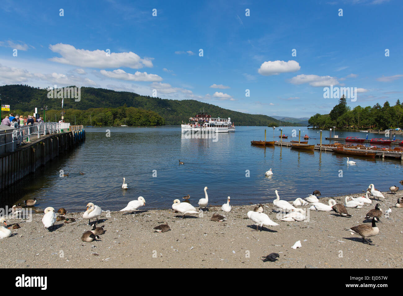 Birds swans ducks and wildlife Lake District Cumbria England with in ...