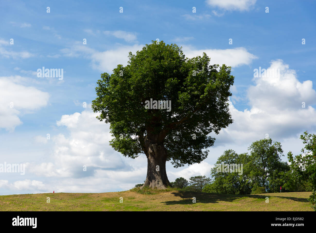 Big tree trees thick trunk hi-res stock photography and images - Alamy