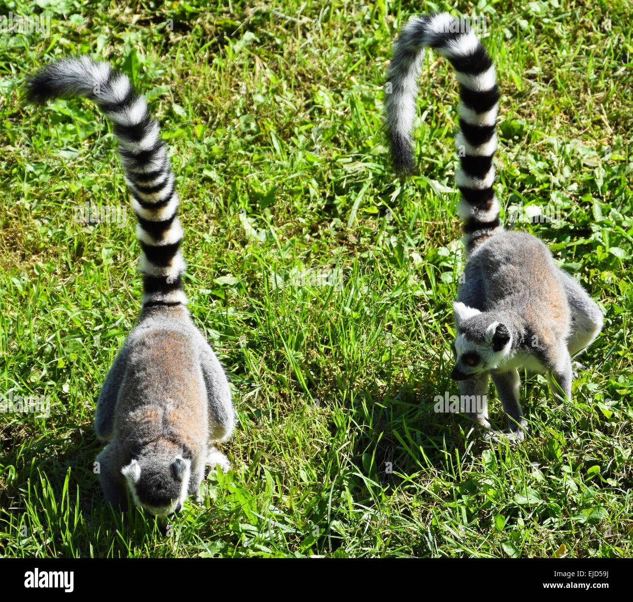 Ring tailed lemurs Stock Photo - Alamy